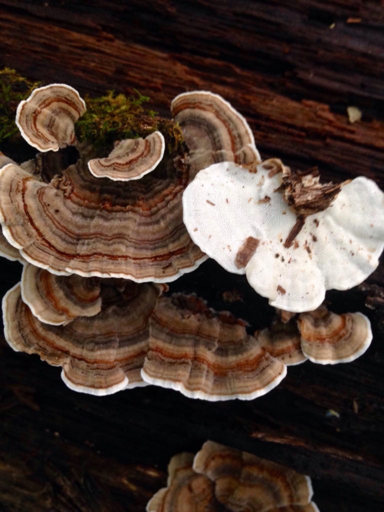 top-bottom-turkey-tail-mushroom-heysmokies - Smoky Mountain Events